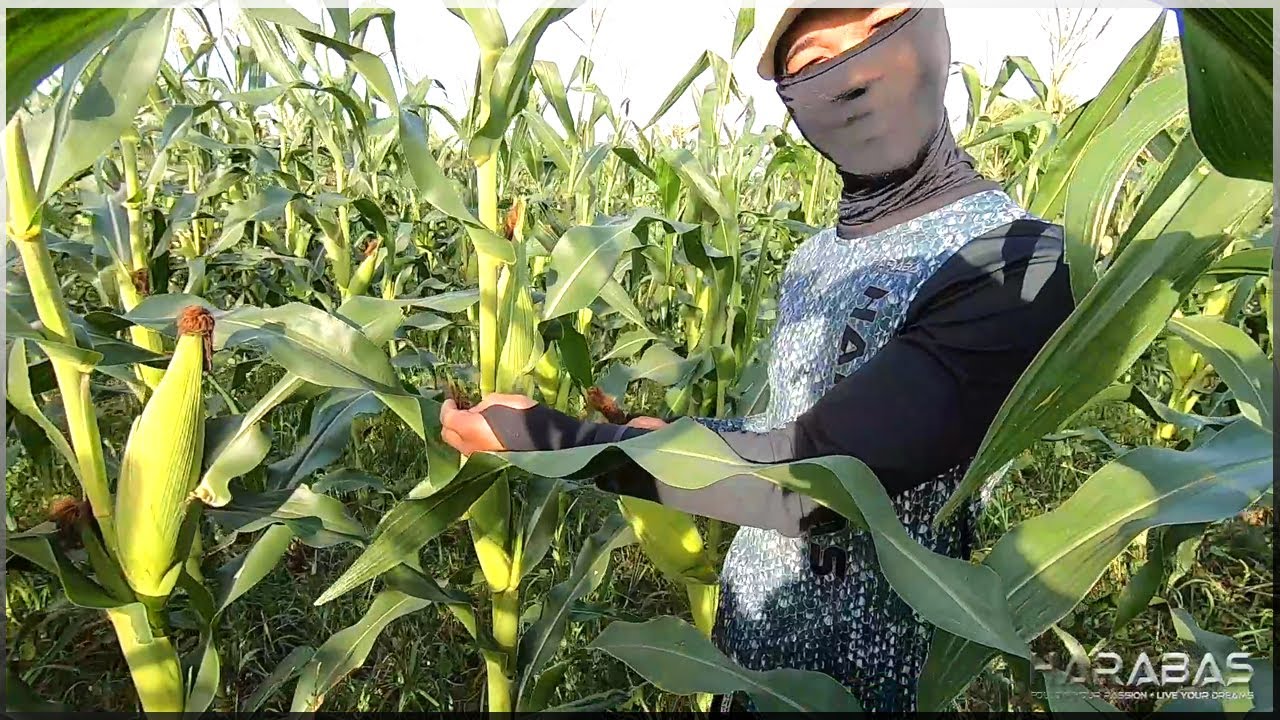 EP252-Part1 - Sweet Corn Harvest and Cook | Ginisang Mais ni Tatang ...