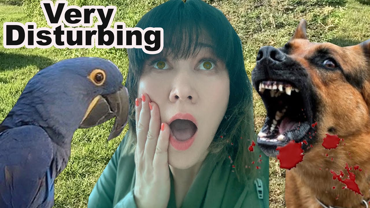 VERY DISTURBING FOOTAGE! A VICIOUS GERMAN SHEPHERD DOG NEARLY MAULED ...