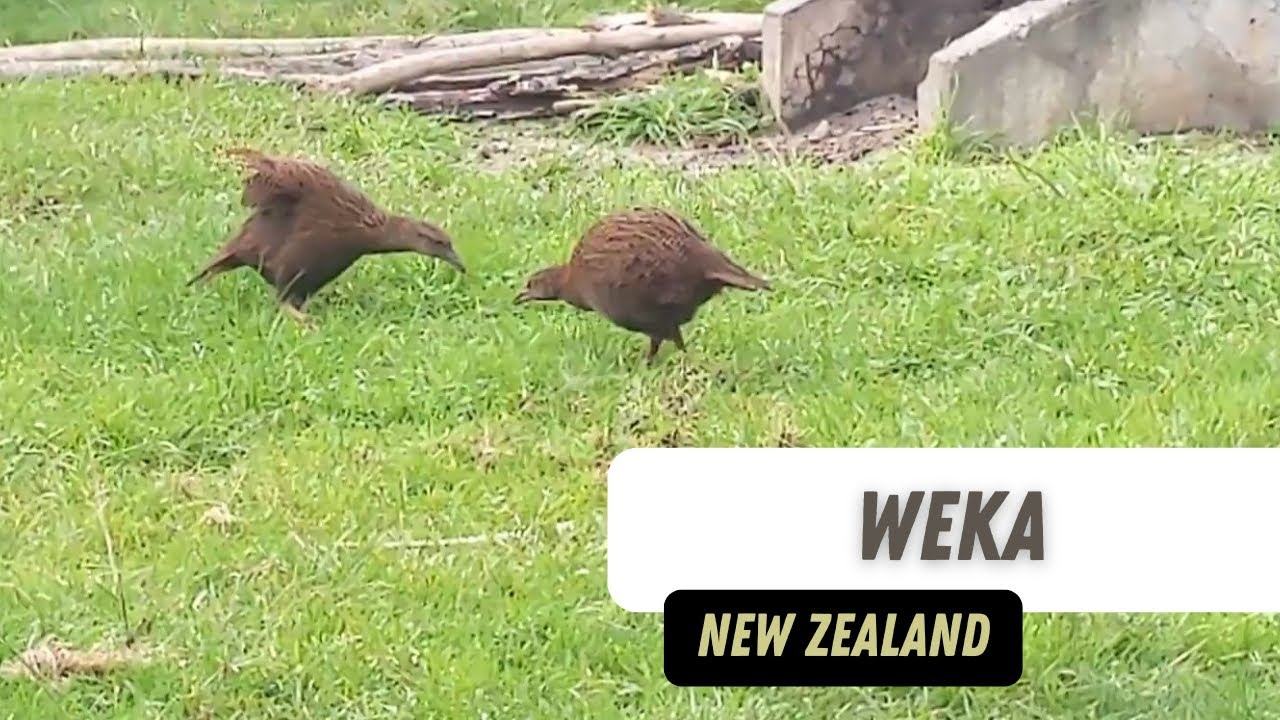 New Zealand Weka Birds Fighting - YouTube