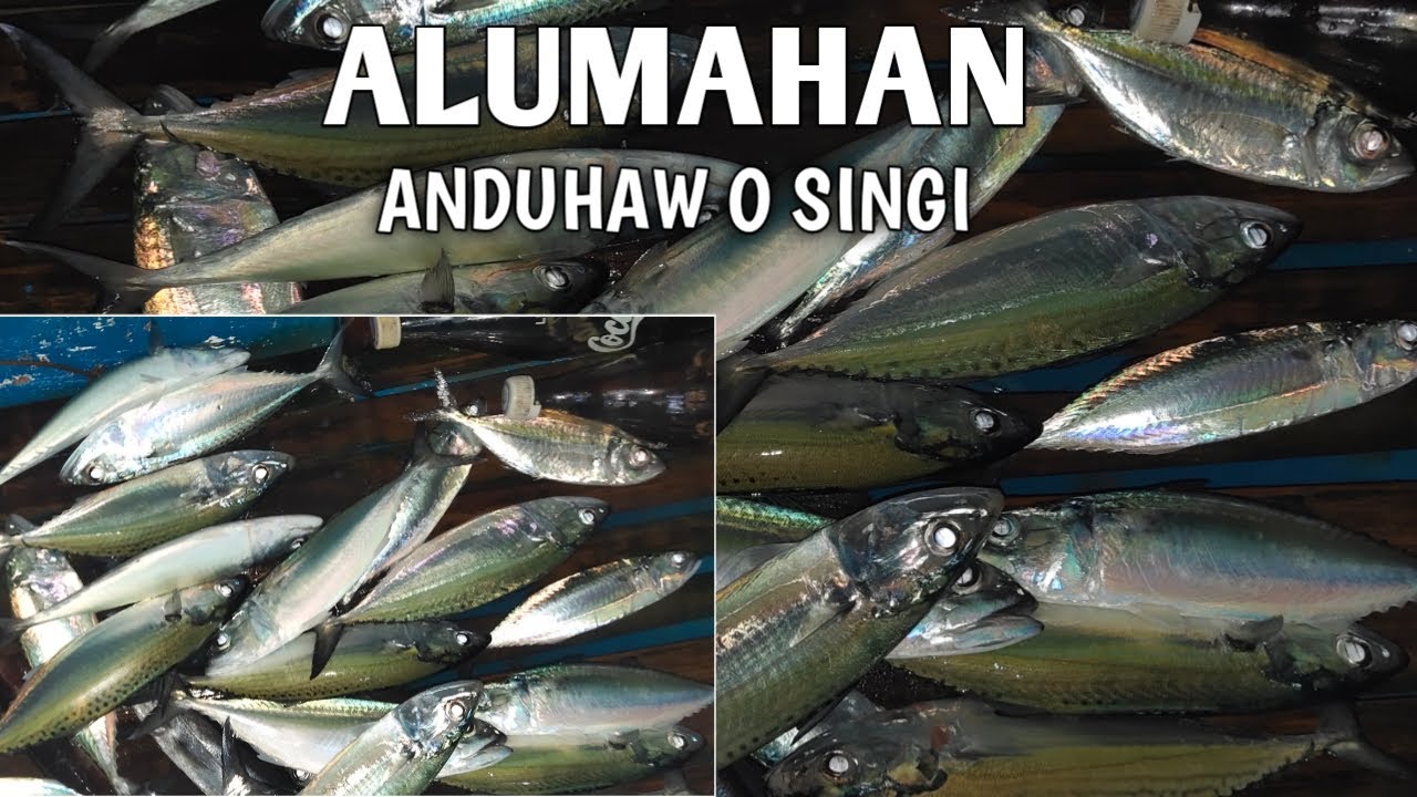 MORNING FISHING | PAMO | ALUMAHAN O SINGI | JACKPOT - YouTube