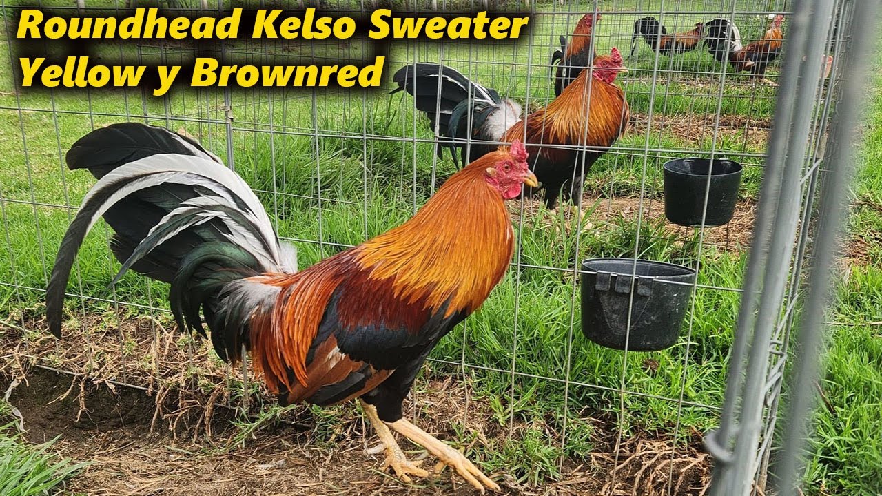 Roundhead Kelso Sweater Yellow y Brownred Jose Adan Pacheco Rancho El ...