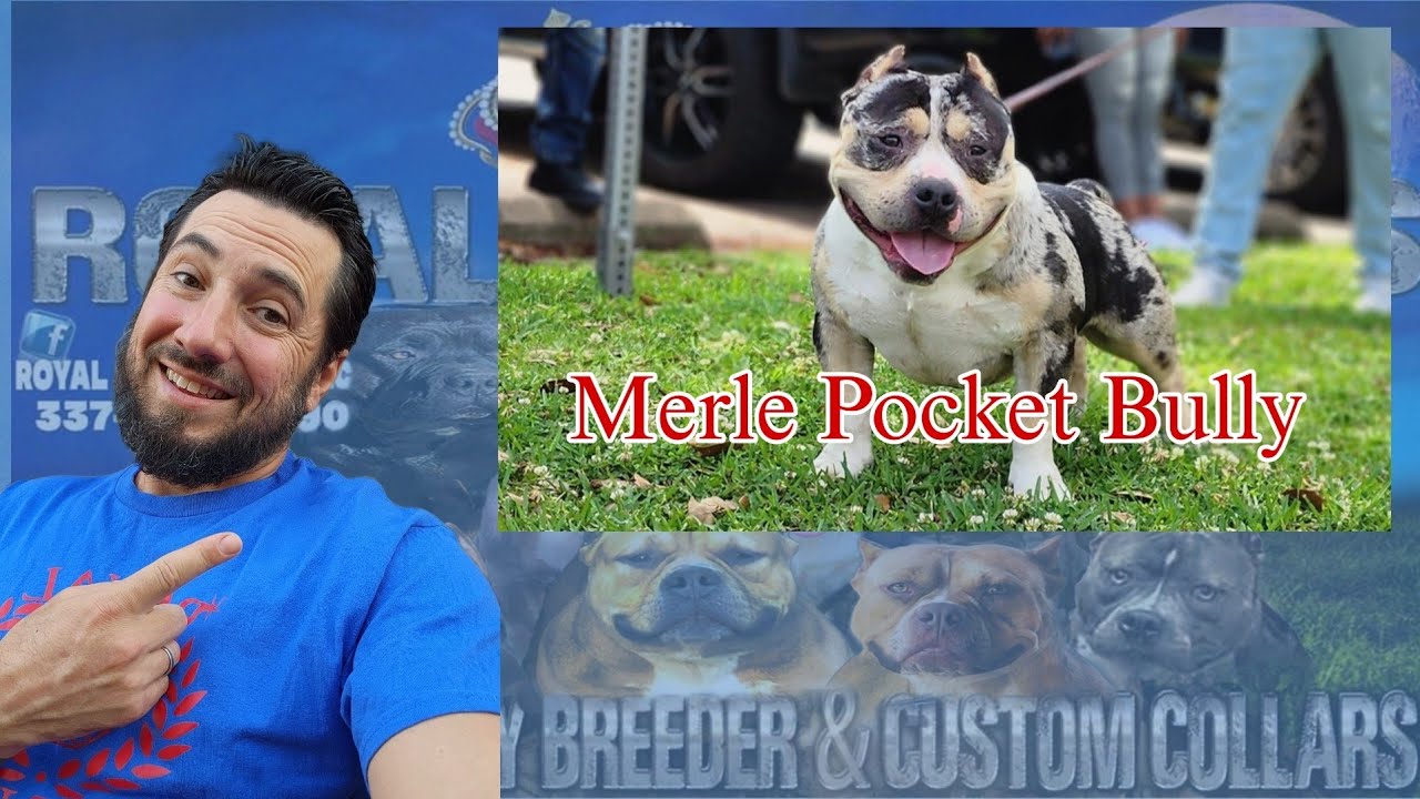 "Merle Bully" American Bully Breeding - YouTube