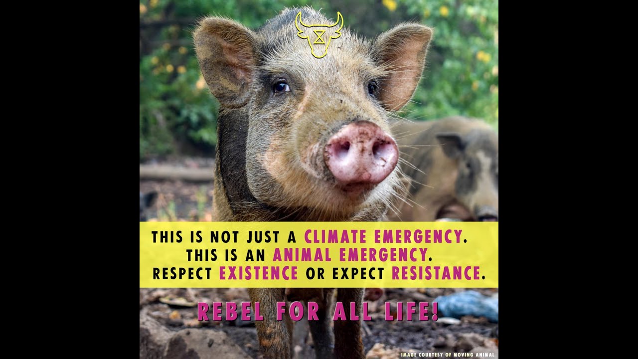 Dr Alice Brough speech outside DEFRA in London, England. - YouTube