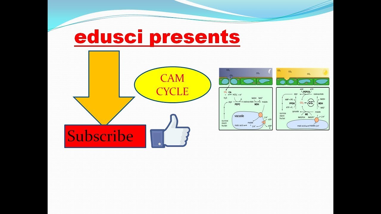CAM Cycle: Pathway Photosynthesis - YouTube