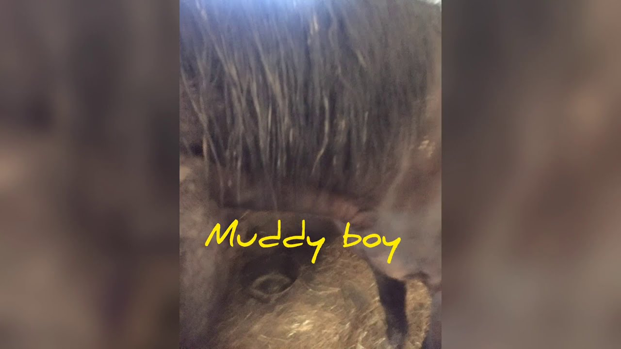 Flatwork (3/12/2020) | BlueEquestrian - YouTube