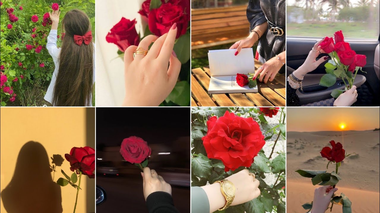 😍Rose Dpz || Hand Dpz With Rose 🌹|| Red Rose Whatsapp dpz || Red Rose ...