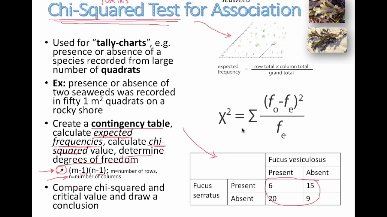 Chi squared Test For Association IB Biology YouTube