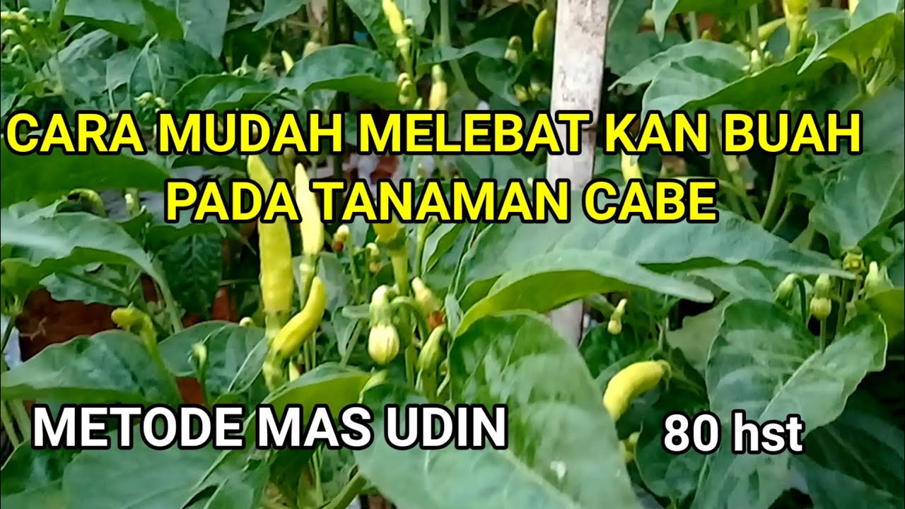 CARA MUDAH UNTUK MELEBATKAN BUAH PADA TANAMAN CABE || METODE MAS UDIN ...
