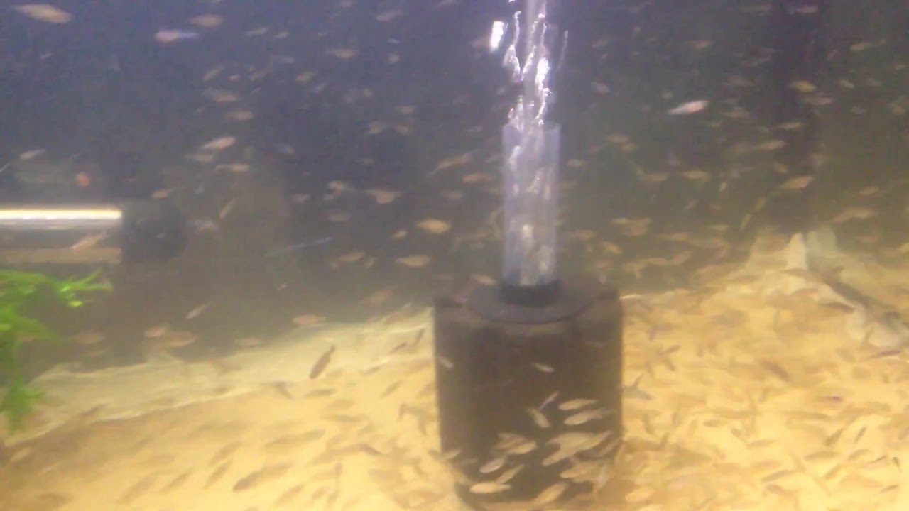 1000 Galaxy Rasboras / Celestial Pearl Danios Breeding Project - YouTube