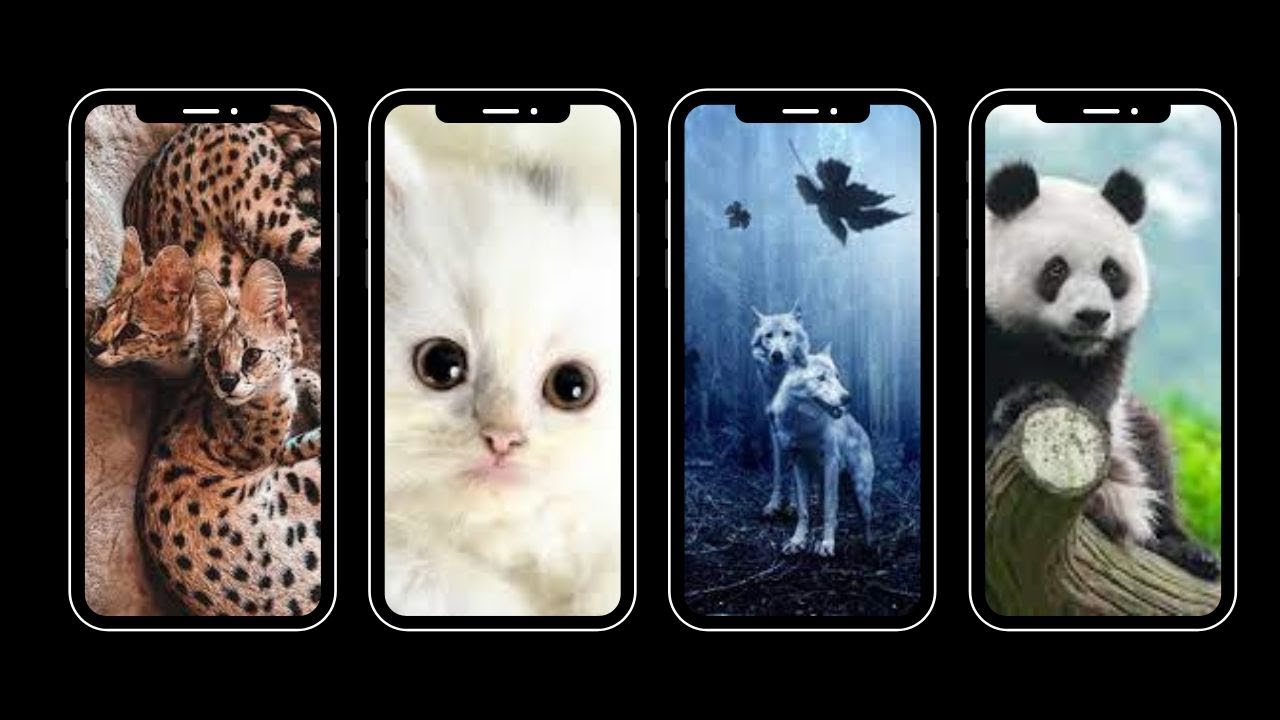 Best animals edits, sounds and nature | huge compilation - YouTube