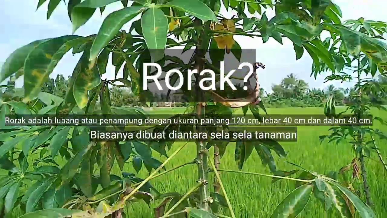Demonstrasi Pembuatan Rorak Tanaman Ubi Kayu - YouTube