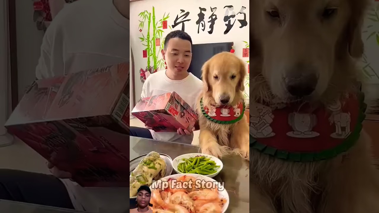 TOBO NE KYU KHAI ICE CREAM || #shorts #pets #dog - YouTube