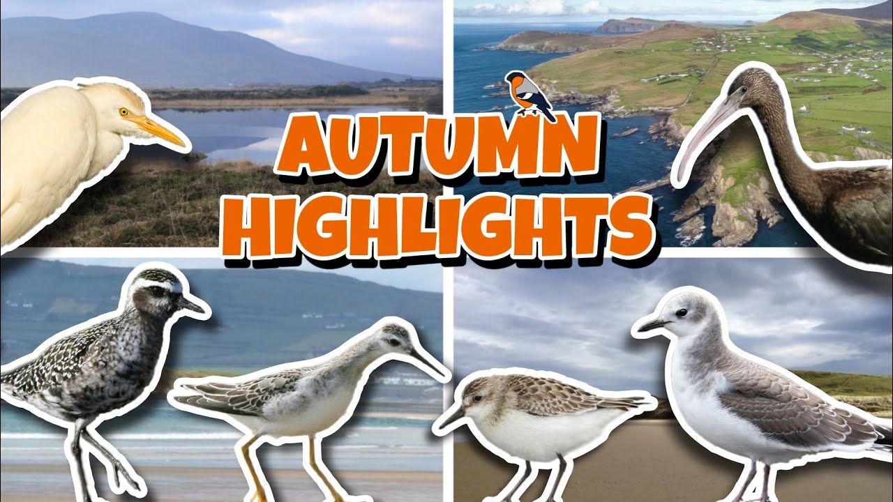 My Highlights of Birding in Autumn in Kerry 2025 ! - YouTube