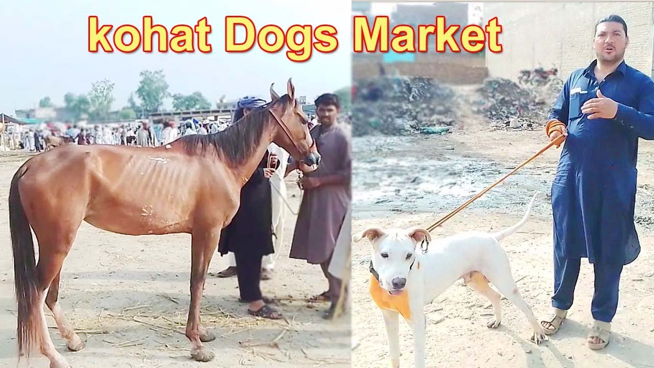 14 05 2023 dogs mandi part two | aj horse be mandi mai ay - YouTube