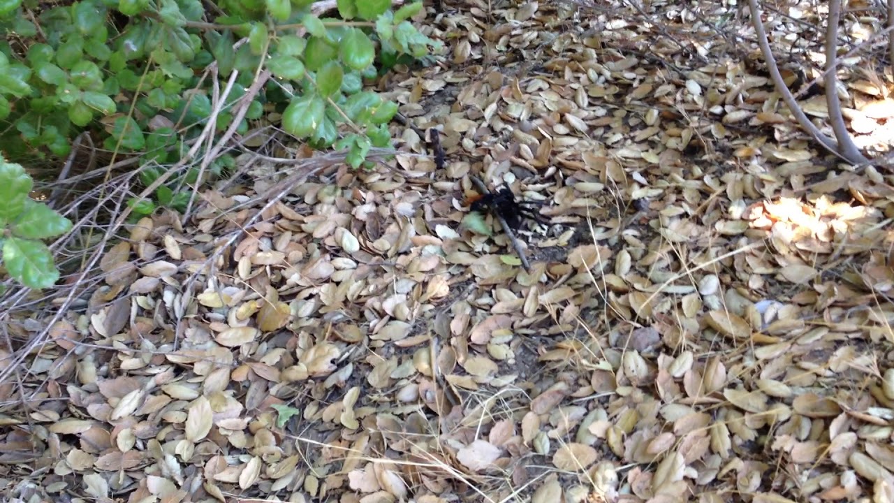 Tarantula Hawk Drags Paralyzed Tarantula - YouTube