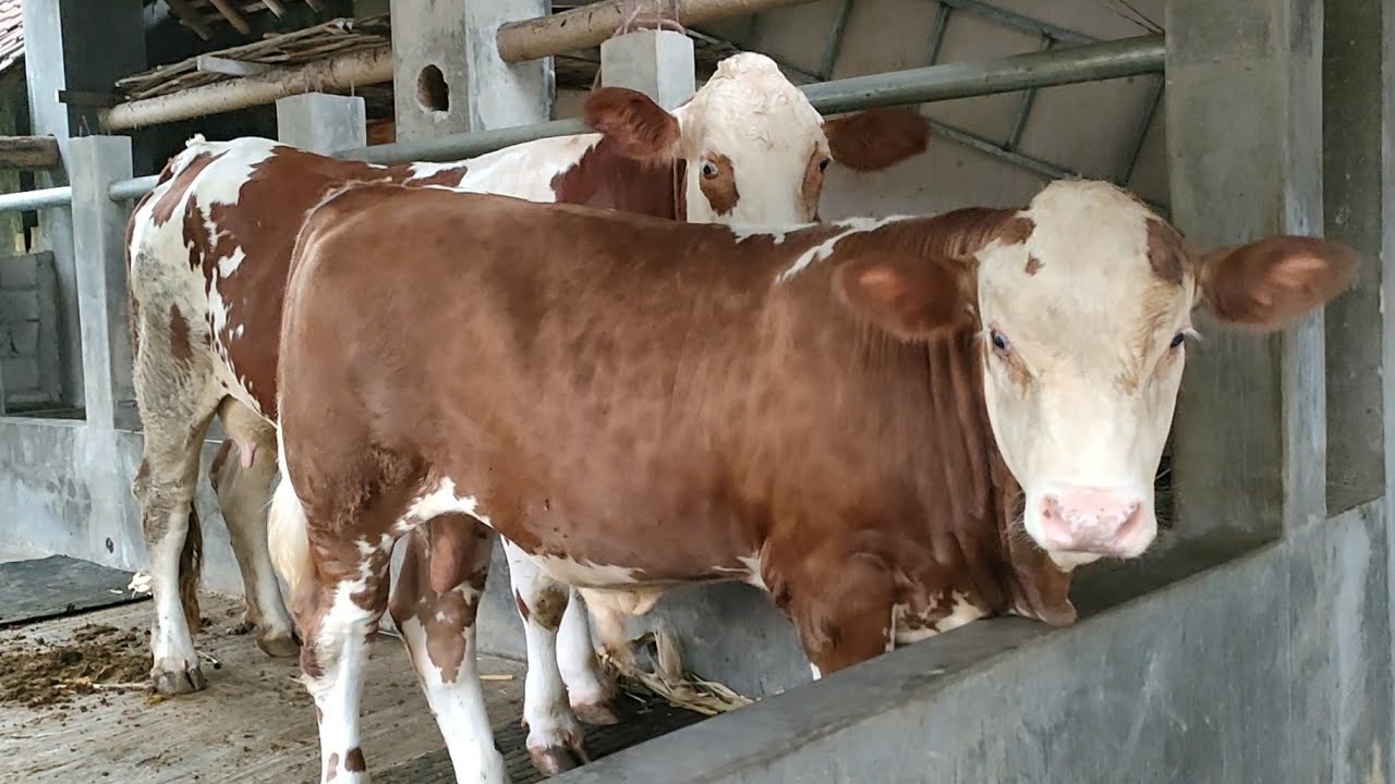 SAPI JENIS!! FAVORIT CORAK SEPERTI INI‼️🔥 - YouTube