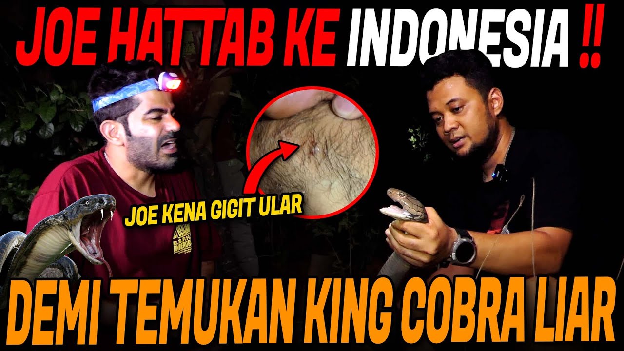 JOE HATTAB KE INDONESIA DEMI TEMUKAN KING COBRA LIAR PENGHUNI HUTAN RIMBA - YouTube