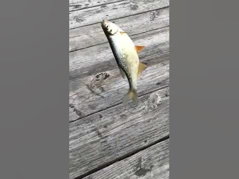 🐟Chub shiner fall fish so jumpy🙀 - YouTube