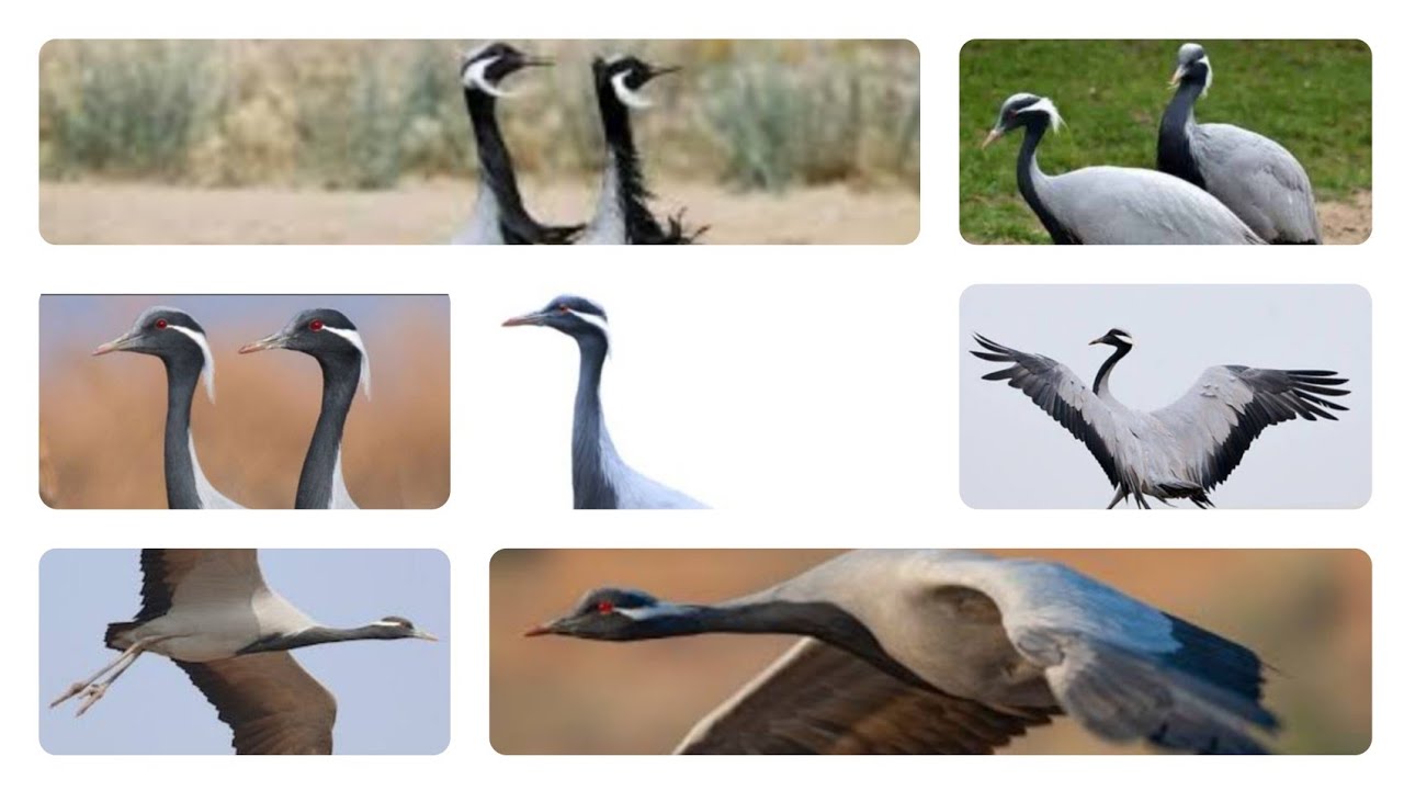 27 February 2025 لکی مروت بنوں کونج پرندوں کا چینل زانڑے آواز کرکرے ...