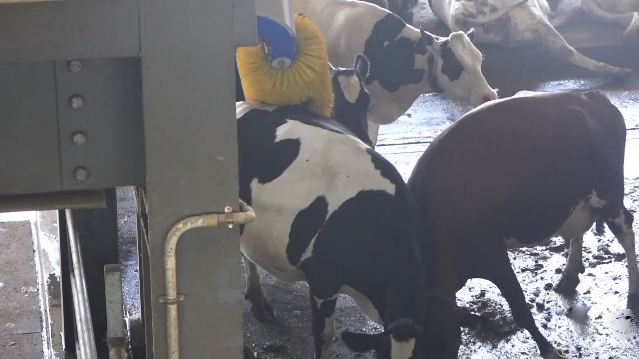 Cow Enjoying A Rotating Cattle Brush - YouTube