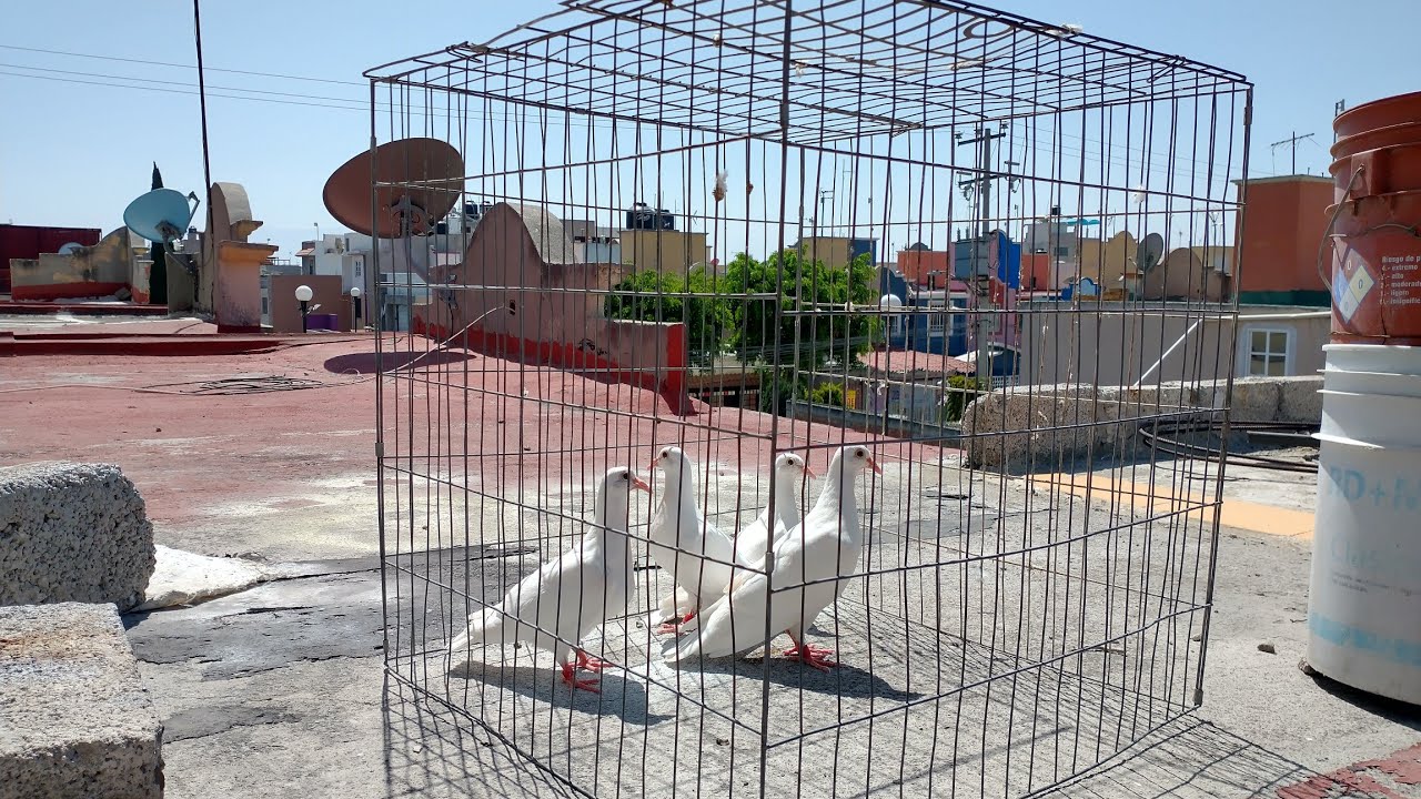 Como entrenar palomas Mensajeras para que no se vallan de la casa 🌎 ...