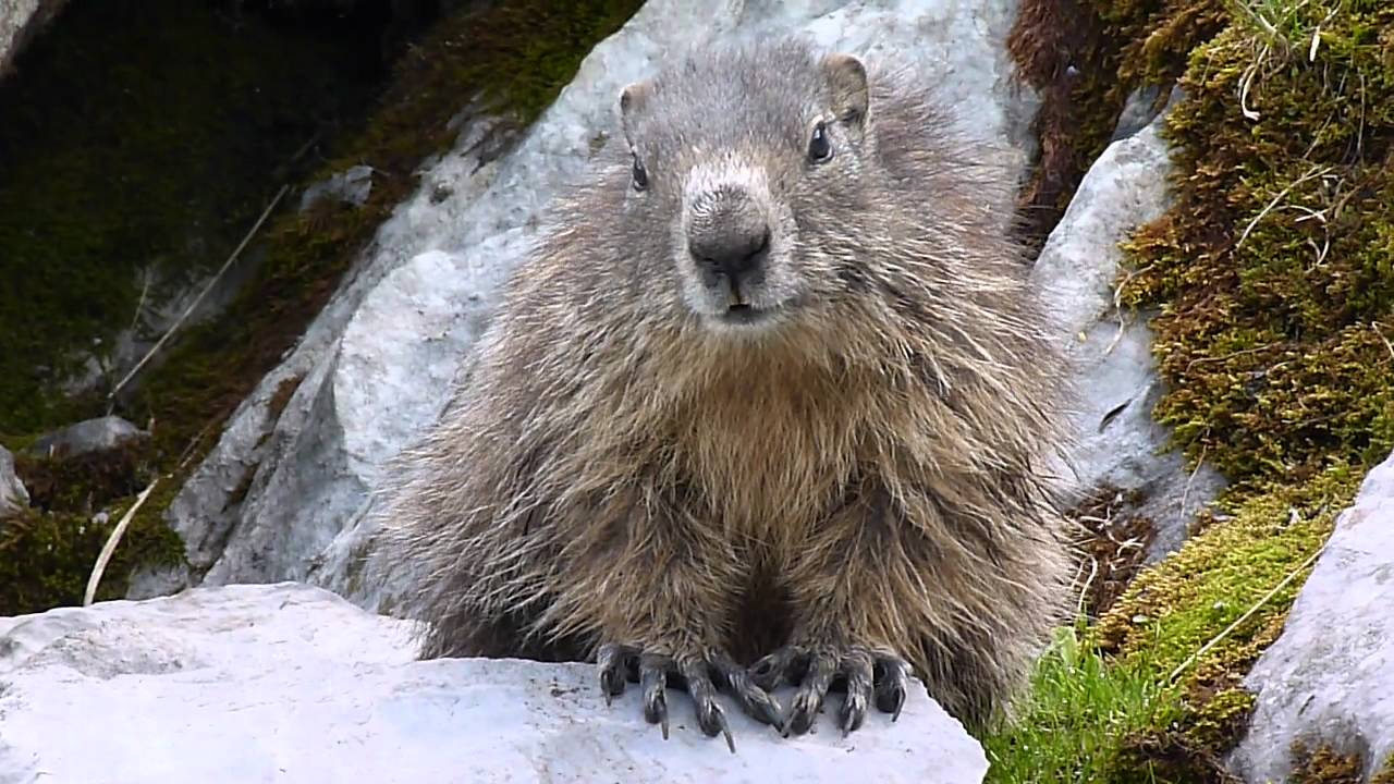 Rencontre avec une marmotte (1/2) - YouTube