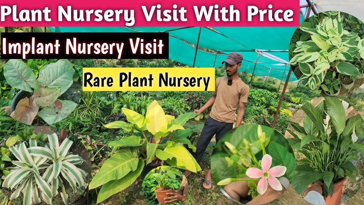 Implant Nursery Visit Bareilly👌Plant Nursery Visit👏Nursery Visit With ...