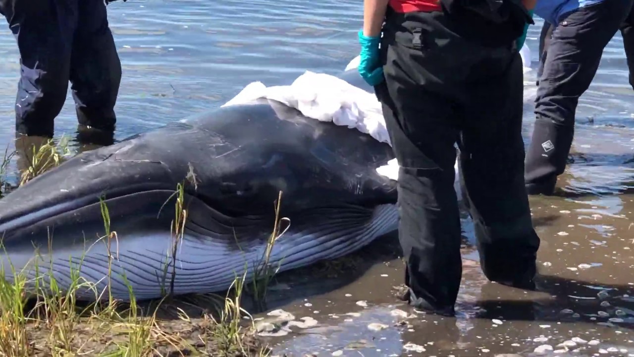 Stranded Minke Whale in Fairhaven - YouTube