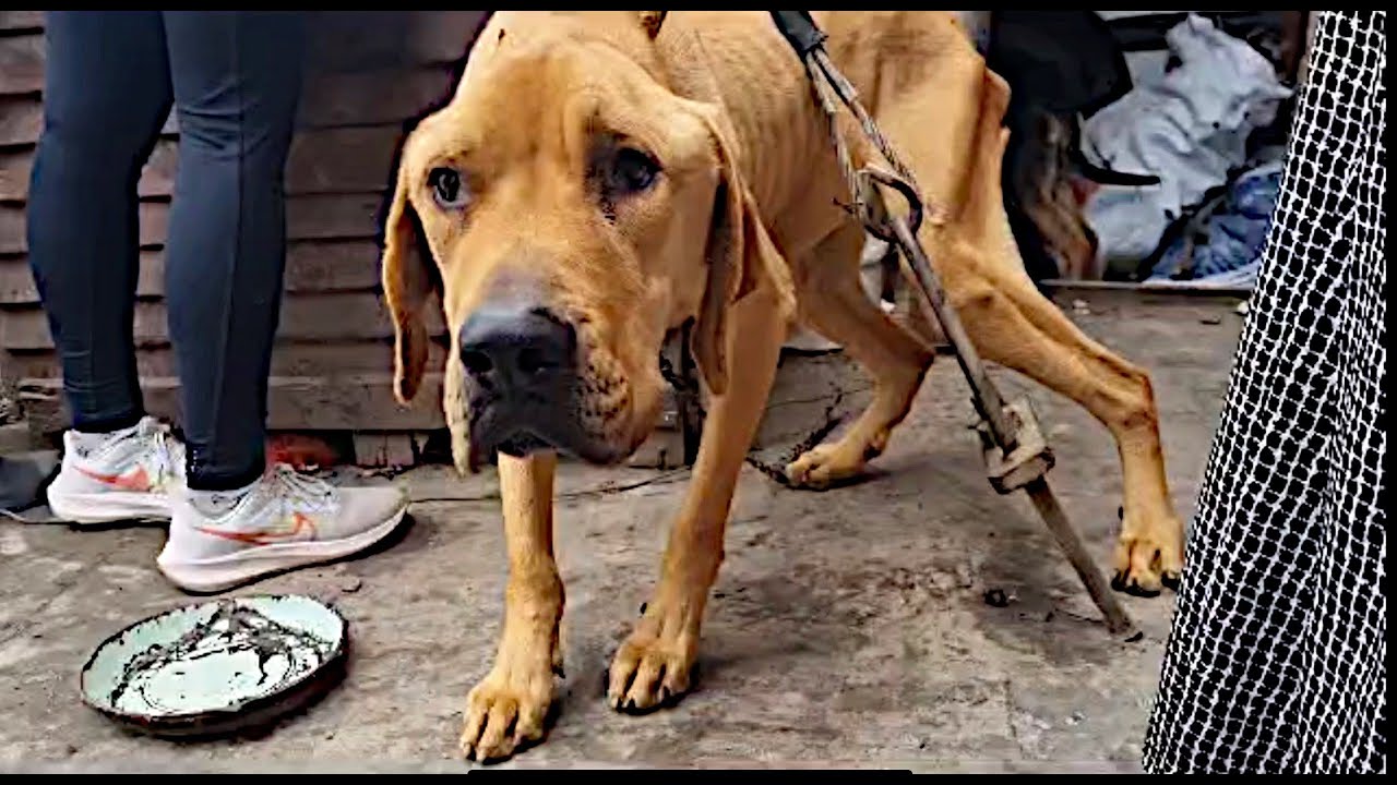 Emaciated Dog Needs a Second Chance! - YouTube