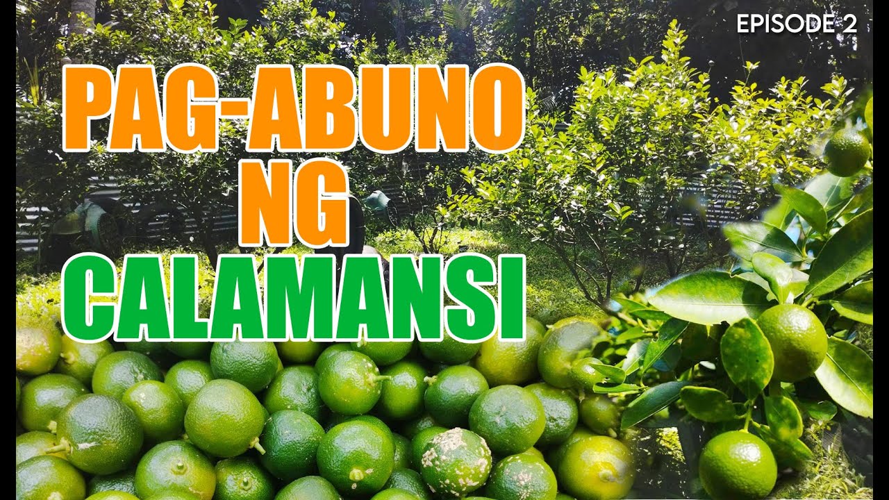 CALAMANSI EPISODE 2: PAG-ABUNO NG CALAMANSI - YouTube
