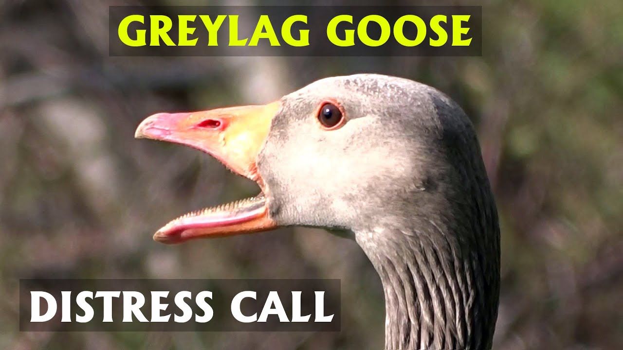 Female Greylag Goose Distress Call. Mate flies in to help. PART 8 - YouTube