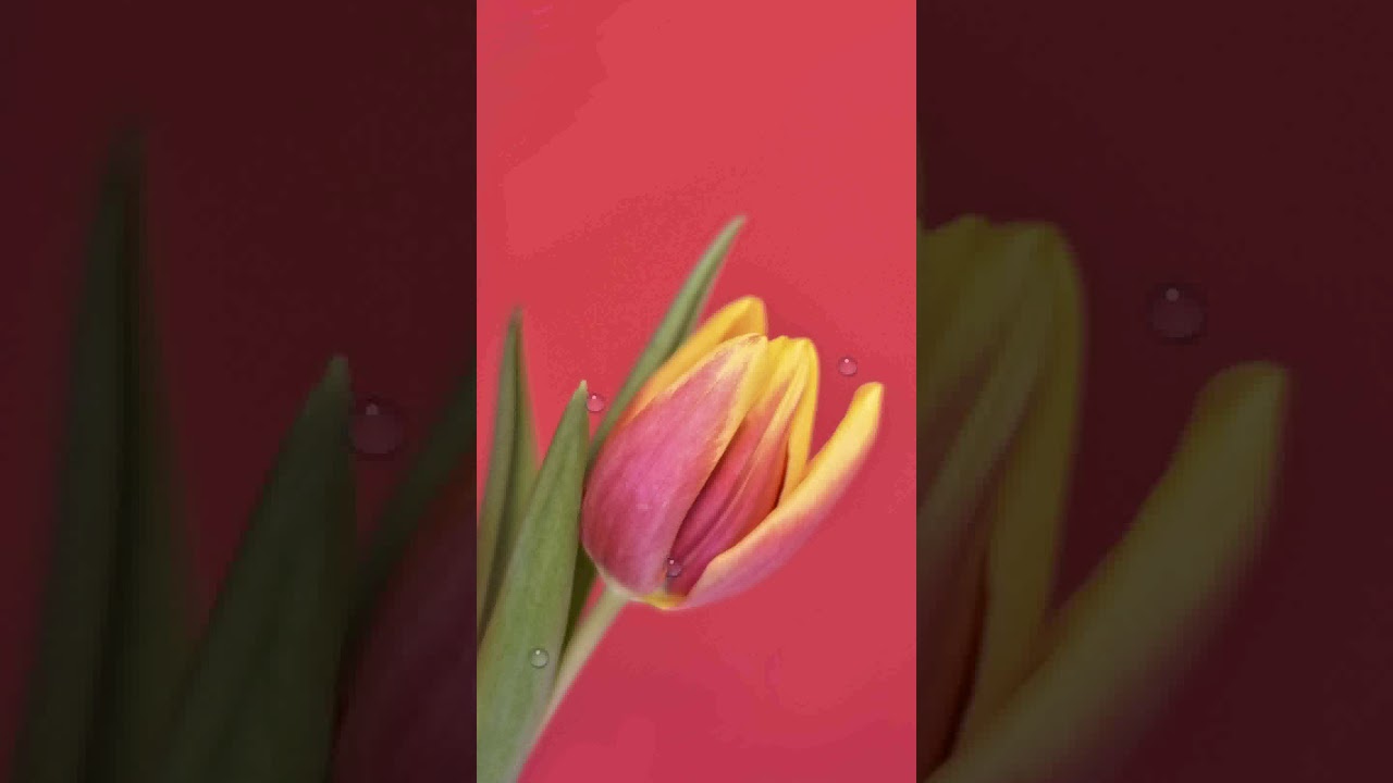 Red Tulips Animated - YouTube