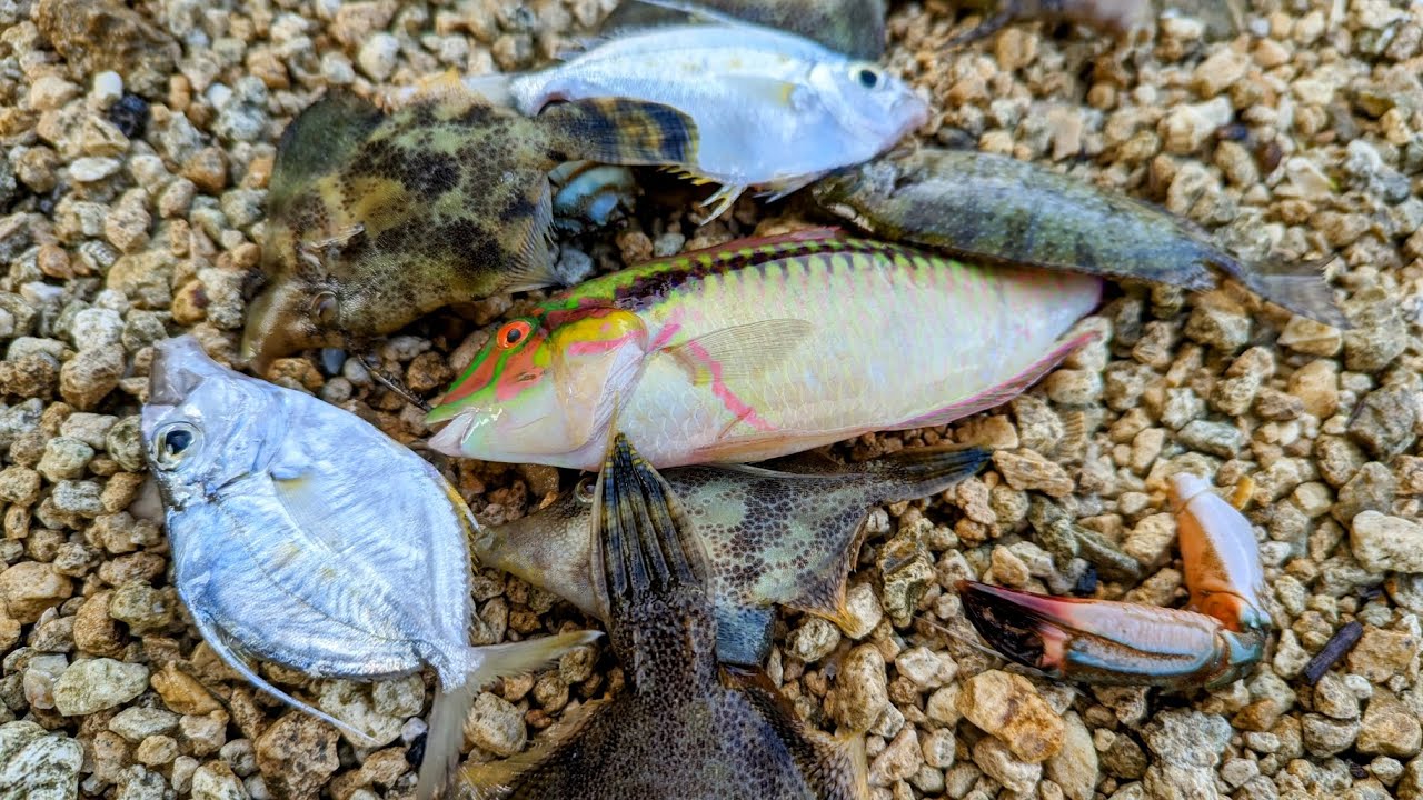 Catch and Cook Labayan (Hartzfeld's wrasse) - YouTube