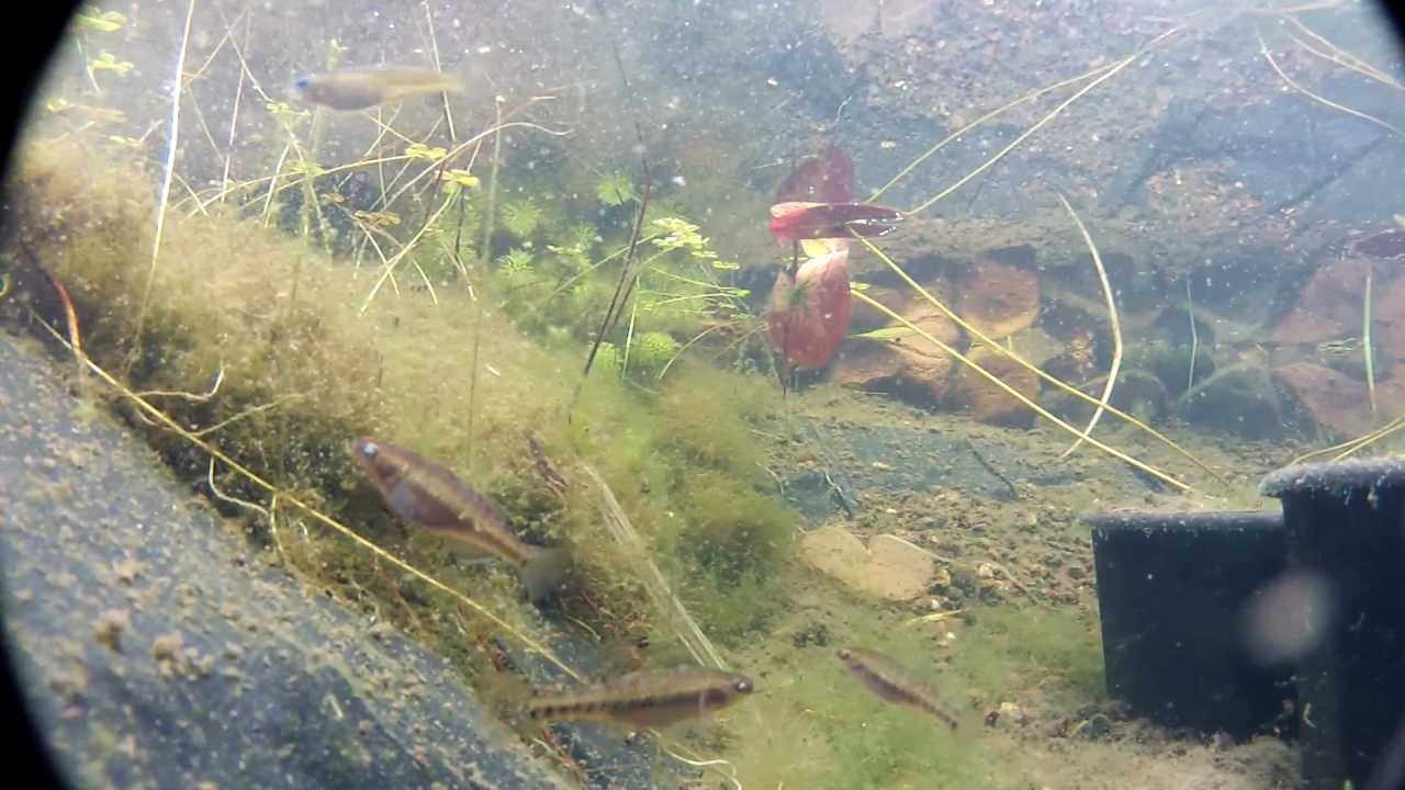 Empire Gudgeons, Pacific Blue Eyes and White Cloud fish in Backyard ...