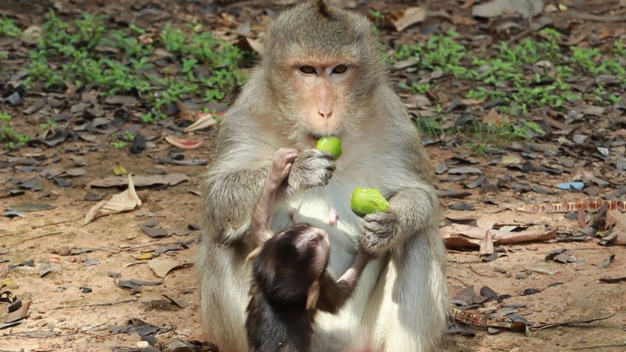 Elsa Mama and Young Ellis - Little Elfi on Feb17,2023,G-Maz.1295.Amber ...