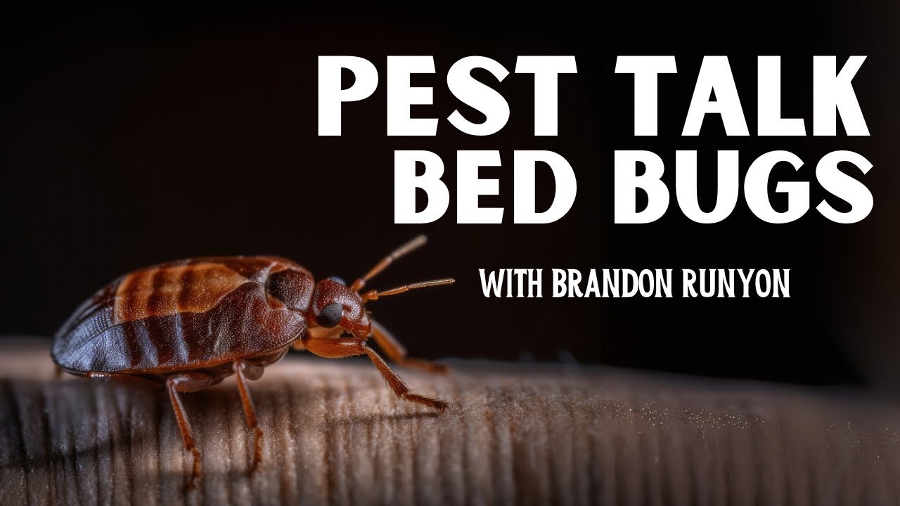 Pest Talk: Bed Bugs - YouTube