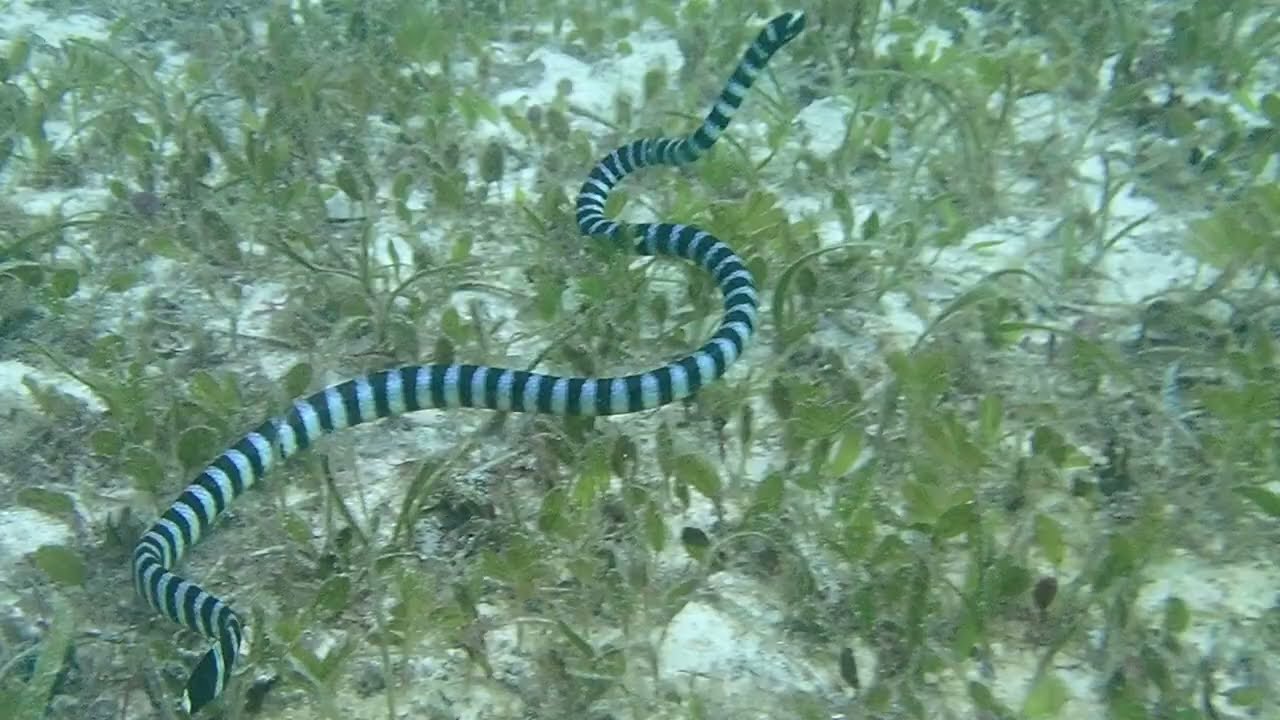 Sea Krait - YouTube