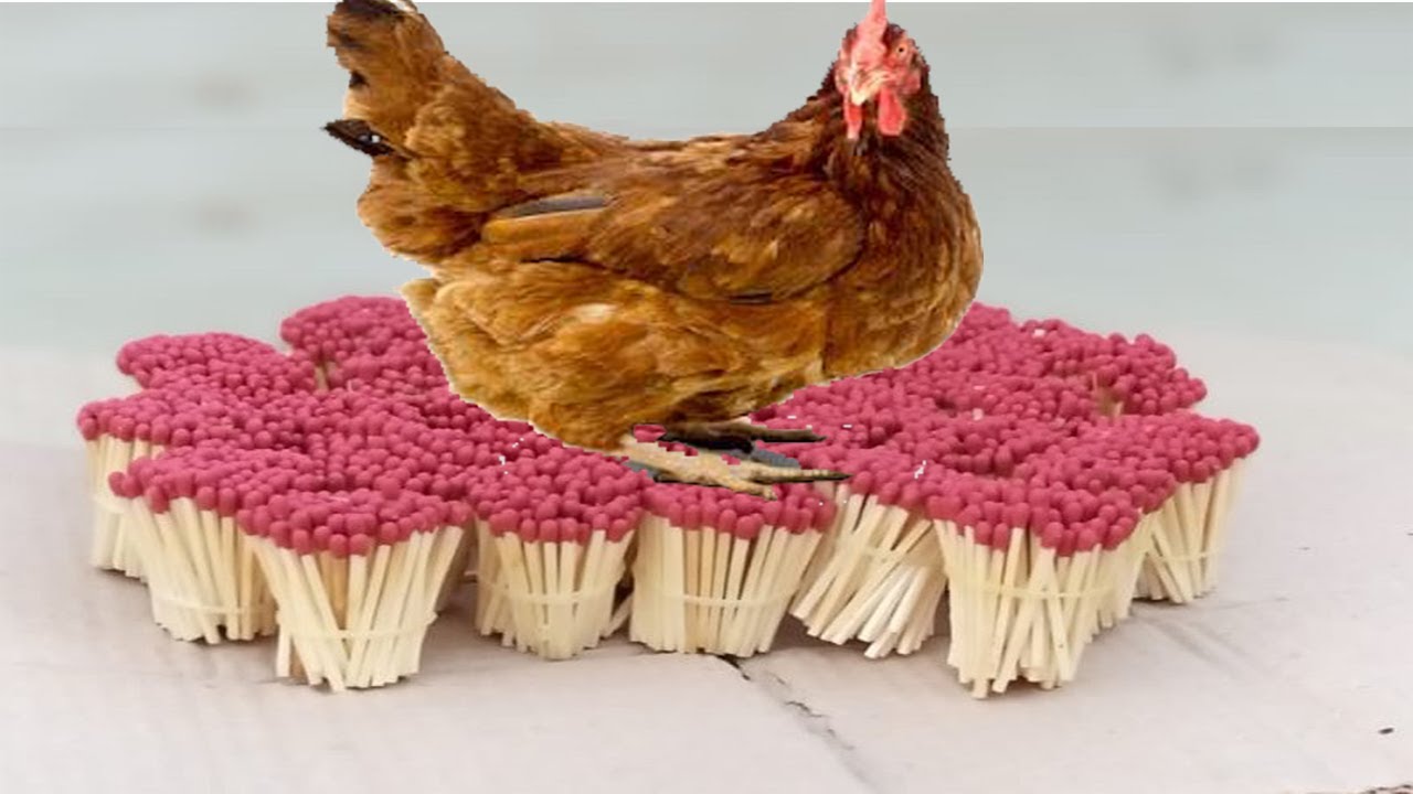 Experiment With Chicken vs Match | Making Chicken on Match | How to ...