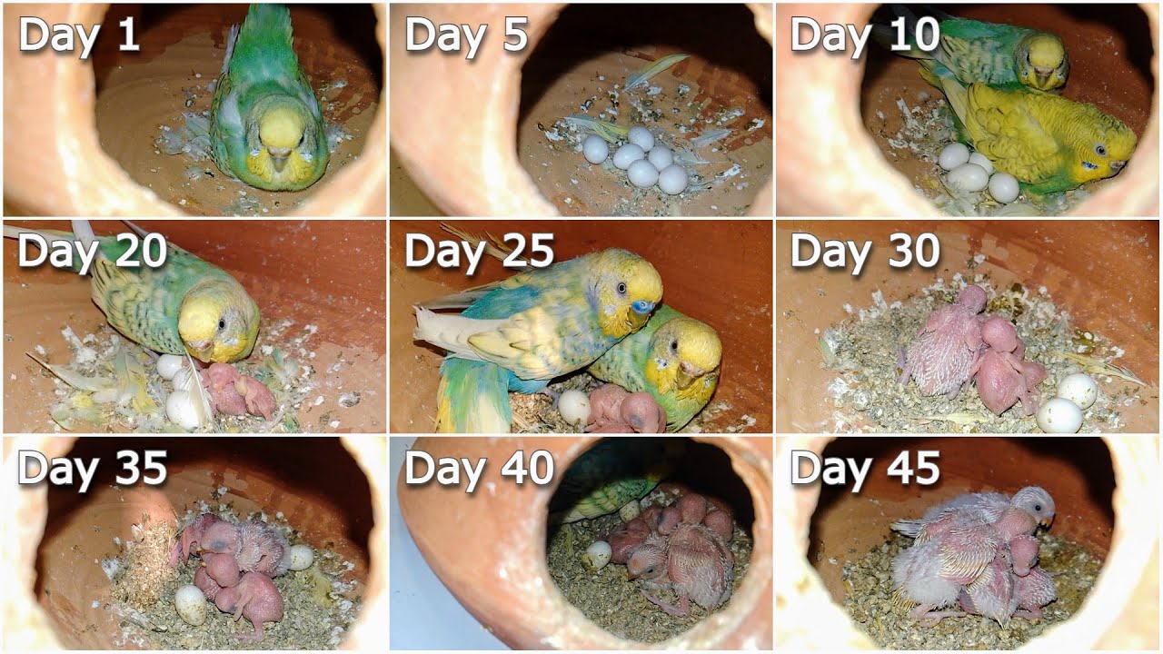 Budgie Life Cycle | From Egg to Beautiful Bird 🐣🦜 - YouTube