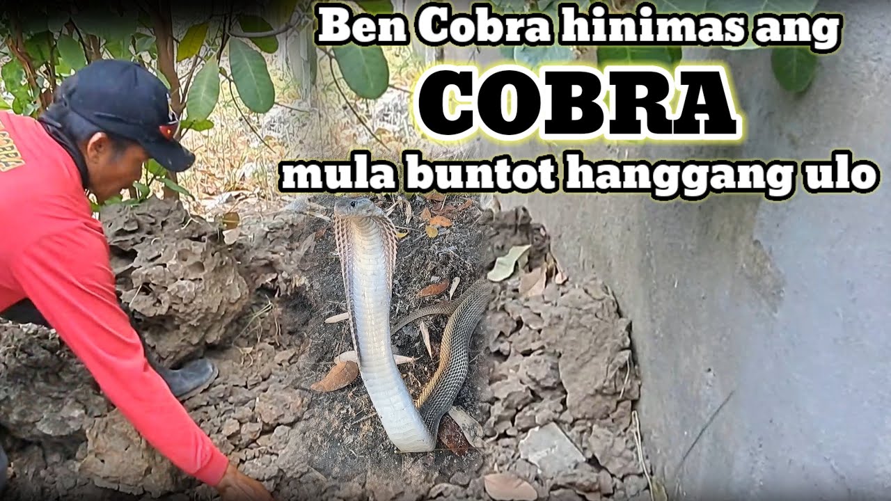 Ben cobra hinimas ang cobra mula butot hanggang ulo - YouTube