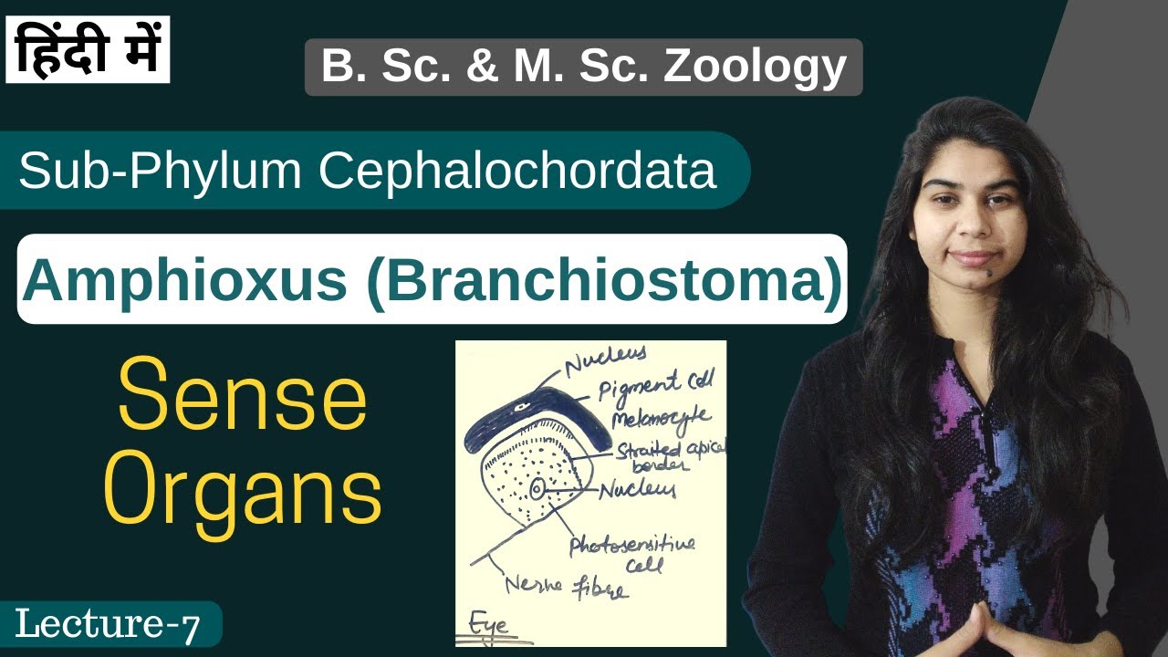 Amphioxus Branchiostoma Sense Organs In Hindi B Sc M Sc amphioxus-branchiostoma-sense-organs-in-hindi-b-sc-m-sc