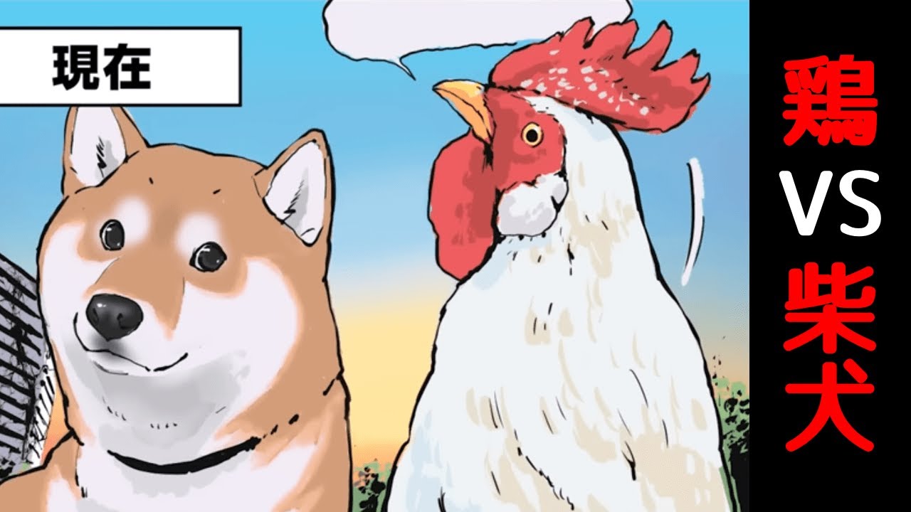 ニワトリと のために争う柴犬 【世界の終わりに柴犬と切り抜き / アニメ / 漫画】 - YouTube