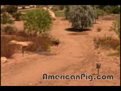 On the set of I Kissed  A Pig (i kissed a girl parody)
