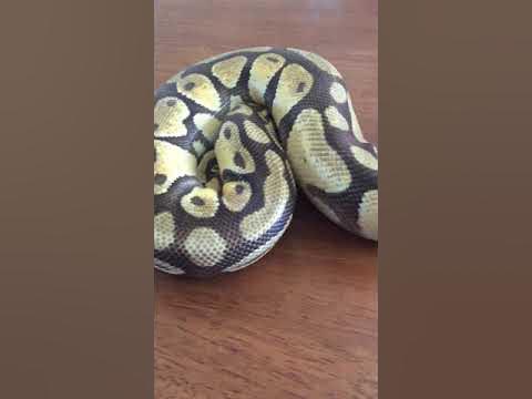 Ball python with scale rot & burns, one month of care - YouTube
