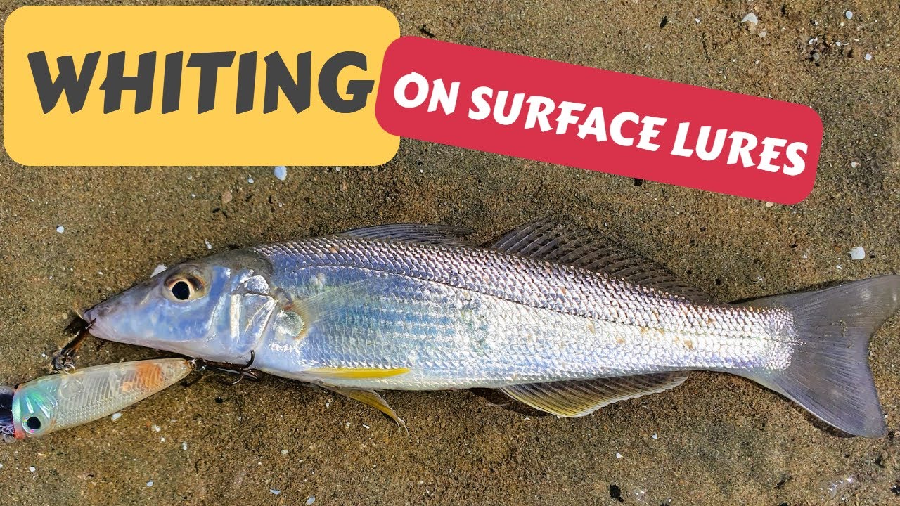 Whiting on Surface Lures - YouTube