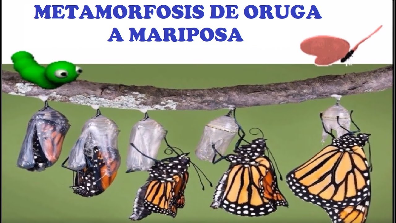 METAMORFOSIS DE ORUGA A MARIPOSA (CAMBIOS INTERNOS) - YouTube