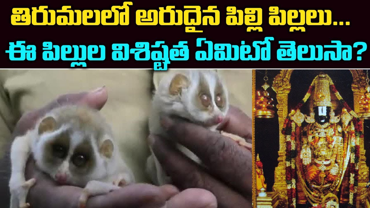 Construction Workers Found Slender Loris Babies Near Tirumala Ghat Road ...