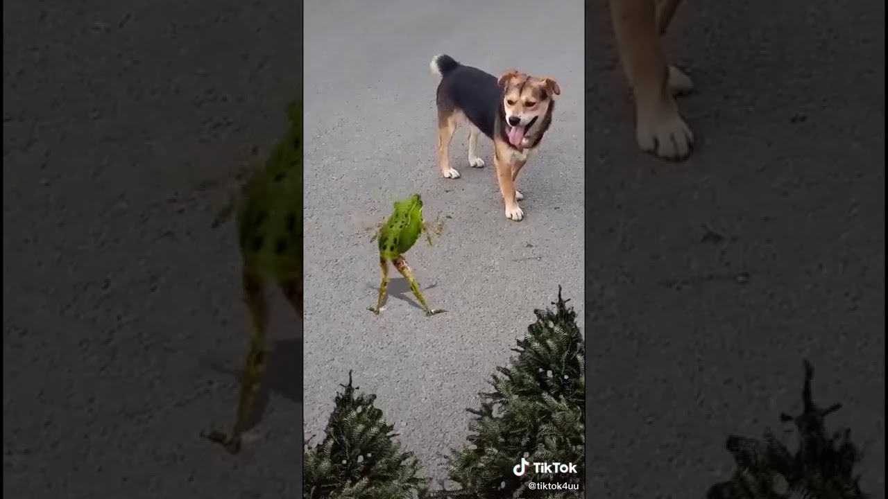 Tik tok videos no. 3 ( frog 🐸 dance ) - YouTube
