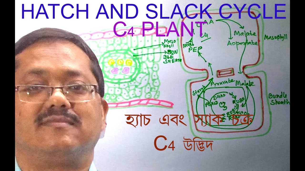 #c4 plant#hatch slack cycle#kranz anatomy# pep case# oaa#biology # ...