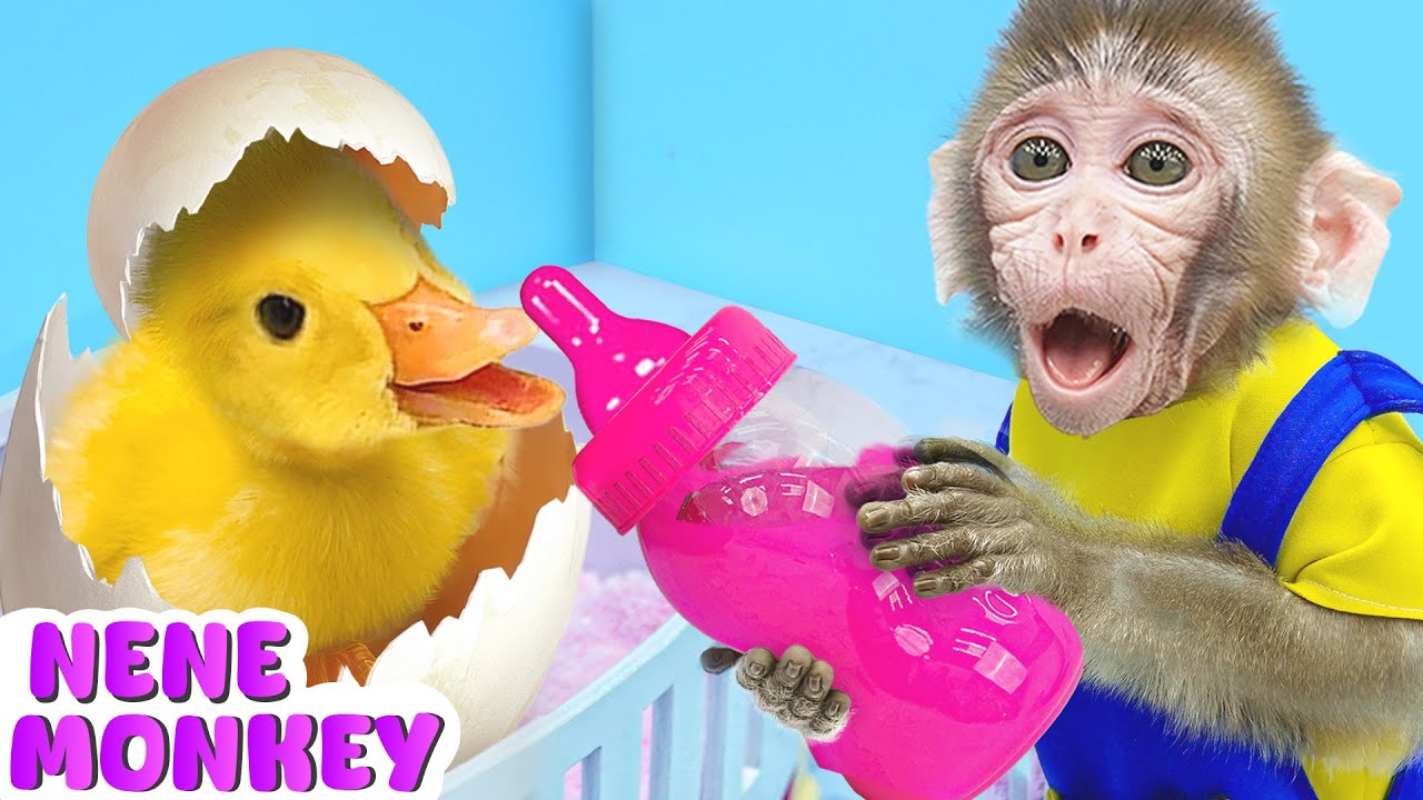 Baby Monkey NeNe take care Duckling by Giant Milk Bottle & eat Rainbow ...